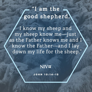 NIV Verse of the Day: John 10:14-15